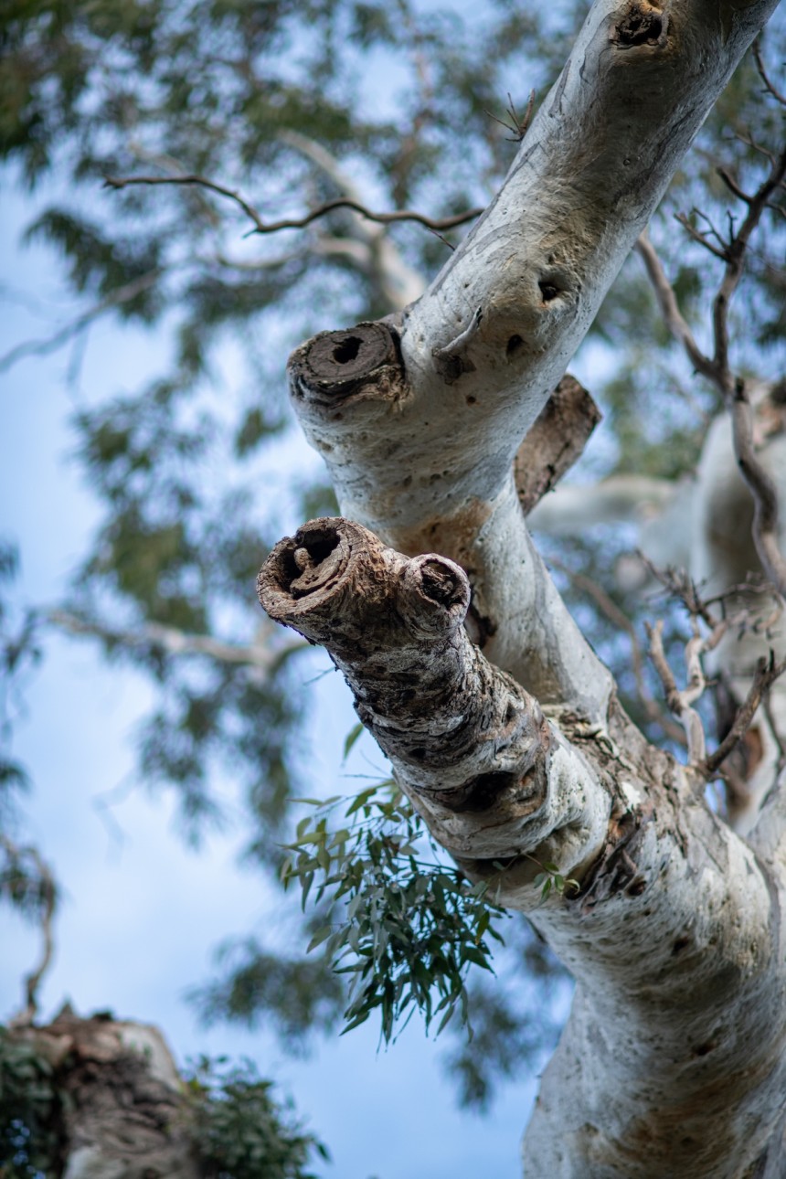 Linden New Art - Euro-Yroke History