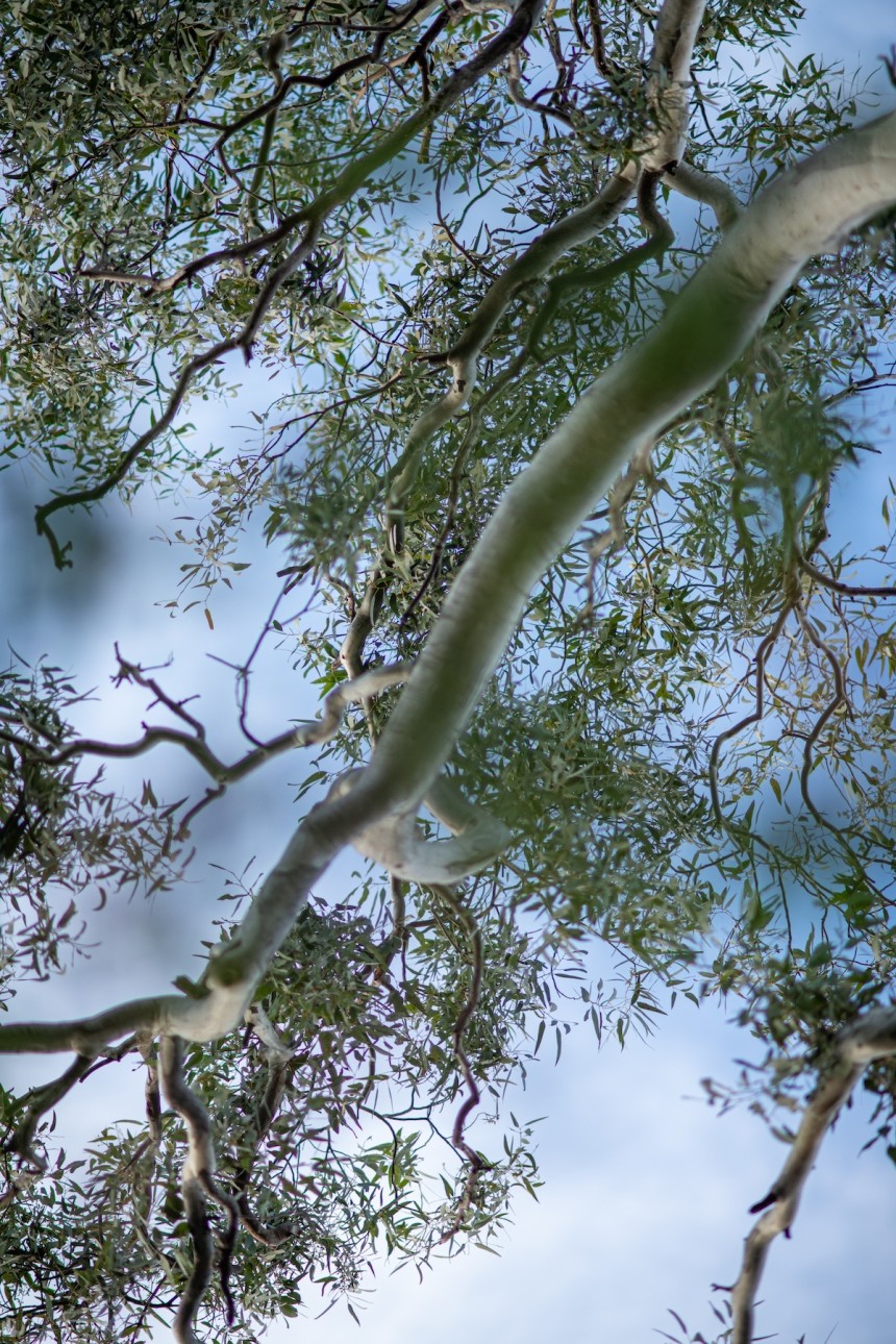 Linden New Art - Euro-Yroke History